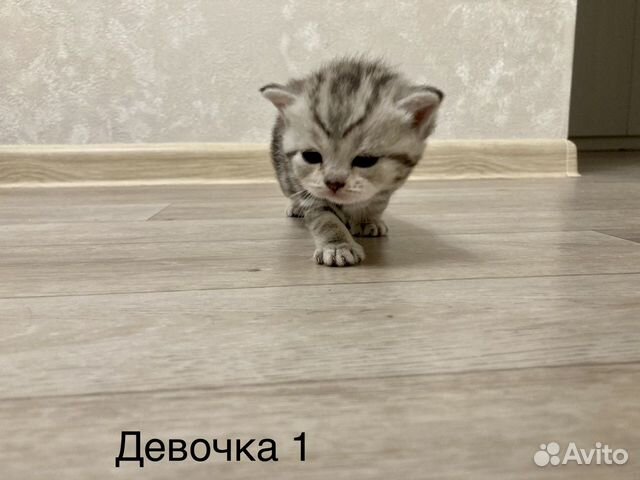 Шотландские котята прямоухие