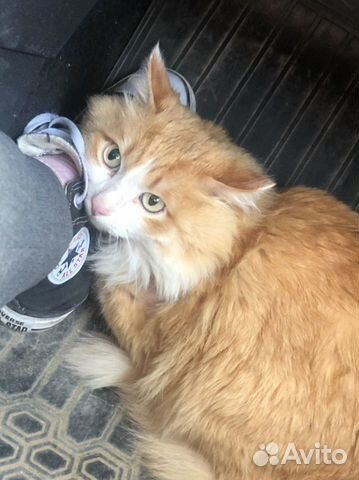 Котик в добрые руки
