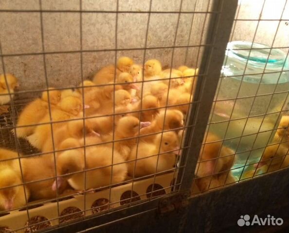 Утята бройлерные стар 53