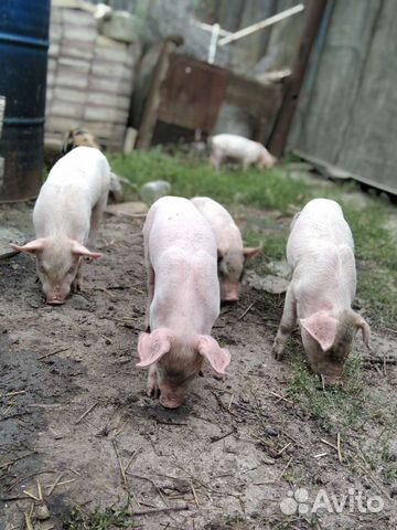 Поросенок ландрас