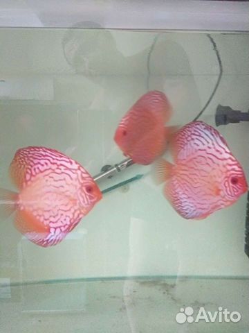 Дискус рыба