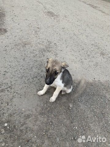 Отдам щенка