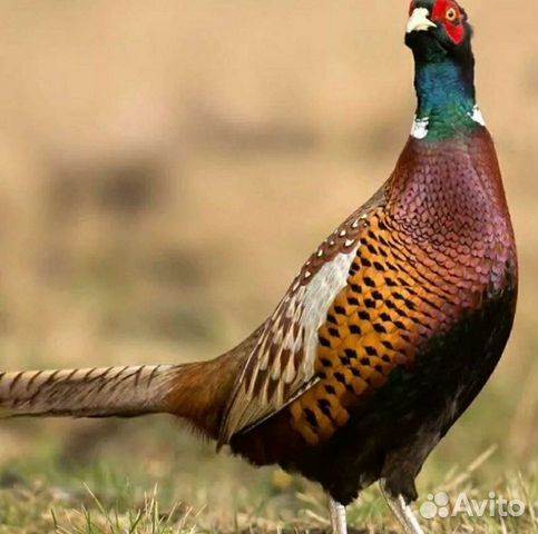 Кавказские Фазаны