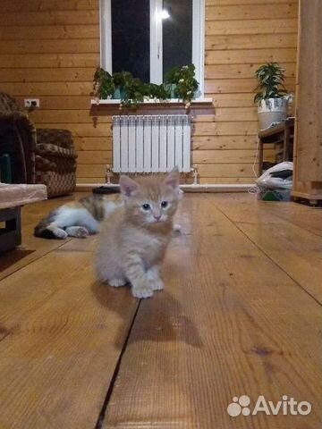 Котенок. Мальчик. Рыженький. В добрые руки