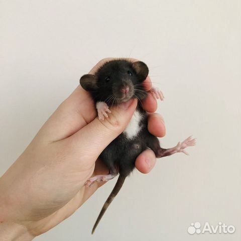 Крысы, крысята дамбо. Черные