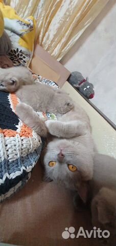 Британец. Лиловый кот