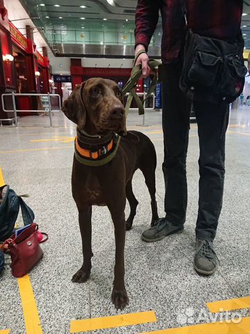 Анри ищет дом и любящее сердце