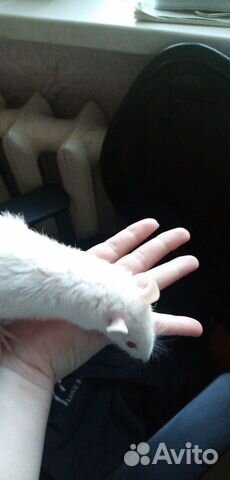 Отдам крыску