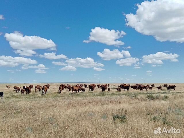 Коровы с телятами крс тёлки бычки