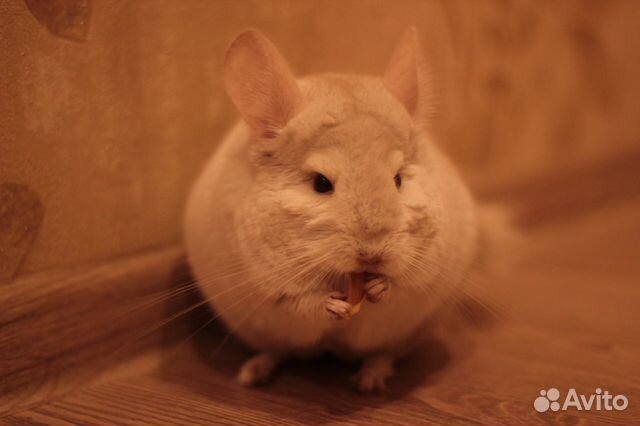 Шиншилла белый лова бархат (голдбар)