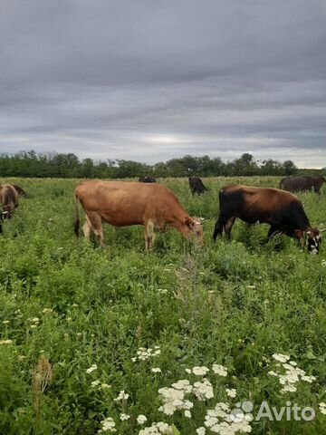 Коровы телки и бычки оптом