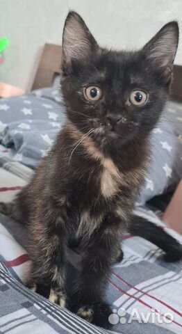 Котенок в добрые руки (девочка Лиля)