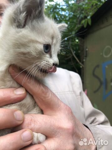 Спасите котят