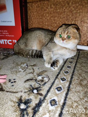 Вязка Кота
