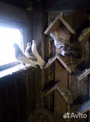 Андижанские голубь