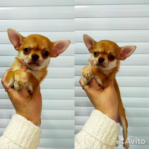 Чихуахуа мини мальчик гш