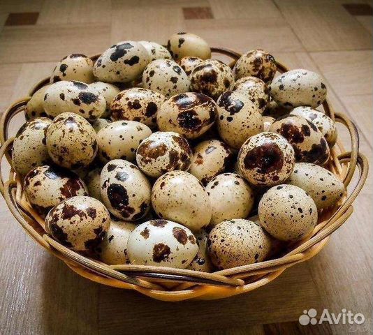 Инкубационное яйцо