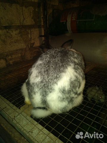 Кролиха взрослая