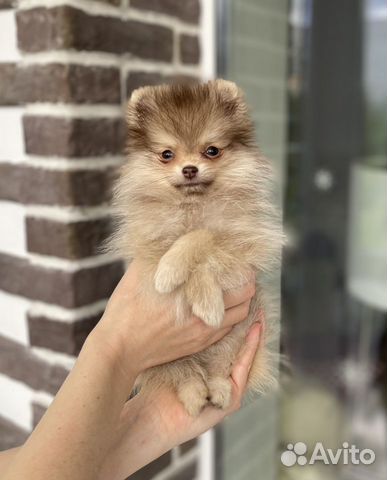 Шпиц девочка лиловая с подпалом