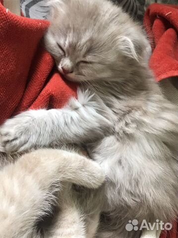 Котята