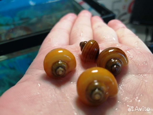 Улитки ампулярии молодь