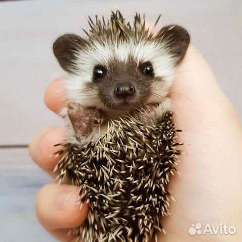 Карликовый еж - самец - Бейлиз