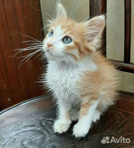 Рыжий котенок мальчик