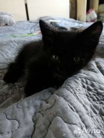 Котенок в добрые руки