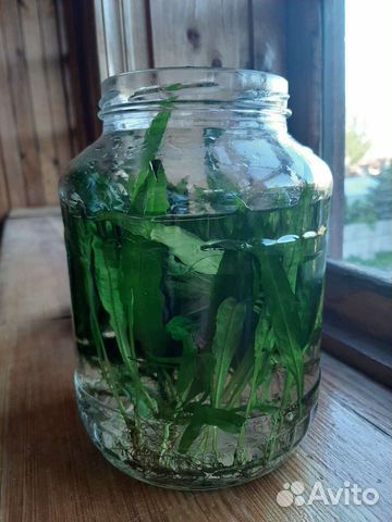 Аквариумные водоросли, обмен, эхинадорус, валиснер