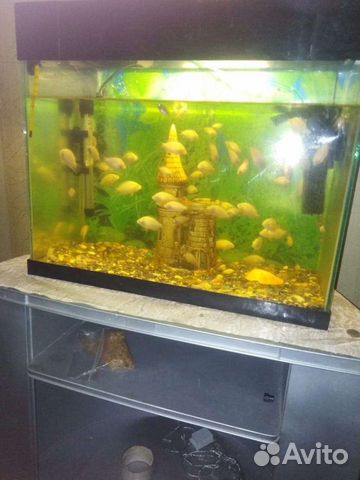 Аквариумные рыбки цихлиды