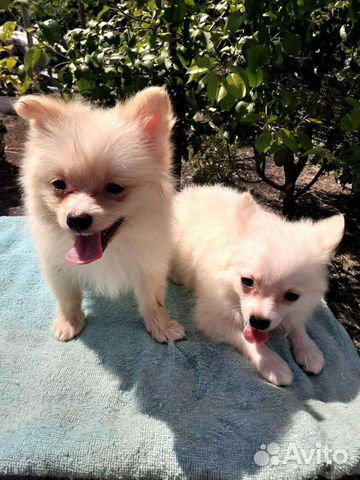 Шпицедетки