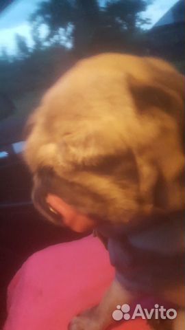 Найден мопс