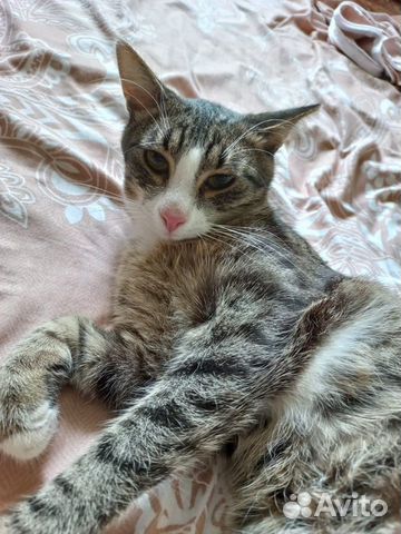 Кошка в дар