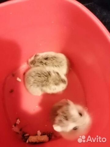 Хомячок роборовского