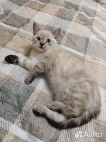 Кошки котята британские