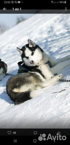 Продать щенка хаски