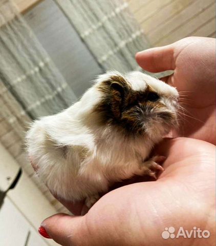 Морская свинка розетка