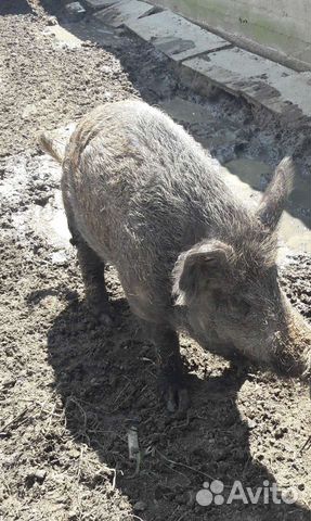 Дикий кабан