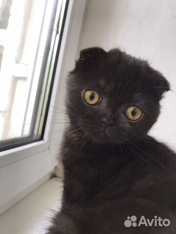 Британка вислоухая котёнок