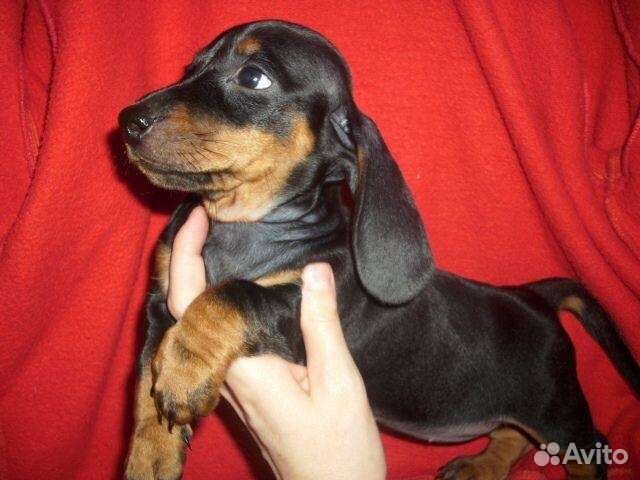 Карликовая такса щенки