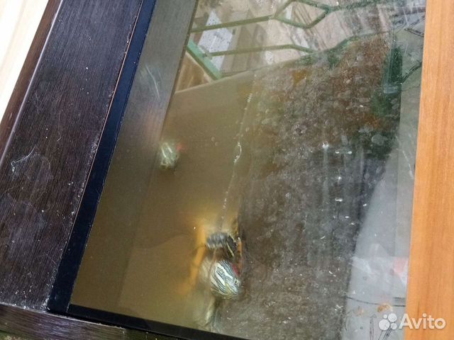 Отдам бесплатно черепах красноухих с аквариумом Са