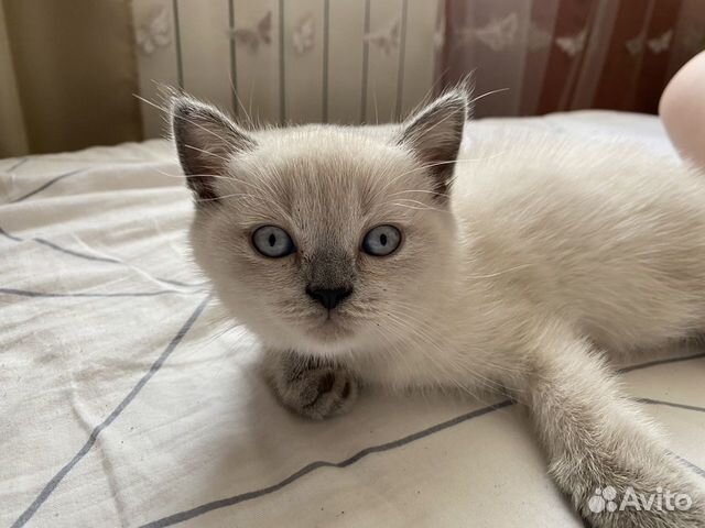 Шотландские прямоухие котята