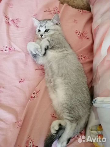Британская кошечка