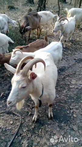 Зааненские и нубийские козы дойные, молочные