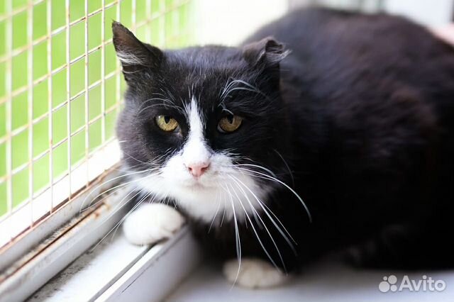 Милый толстенький котик-ангелочек