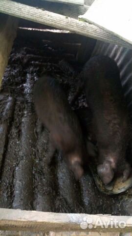 Свини Дюрок