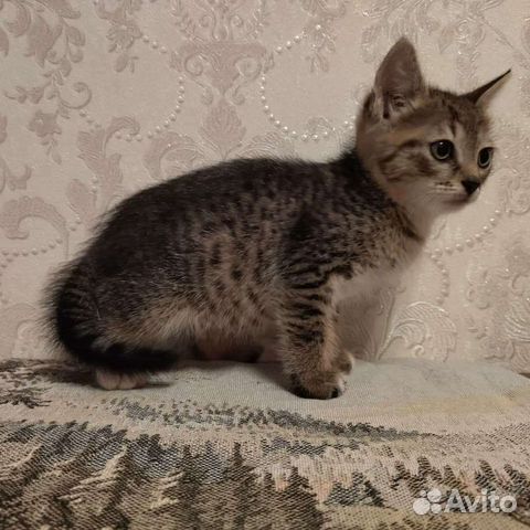Мурзилка
