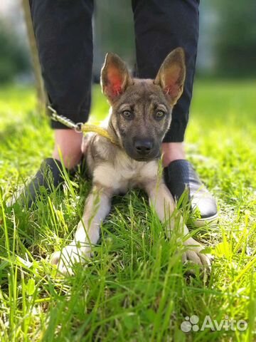 Ищем родителей для Сьюзи.Сделай доброе дело