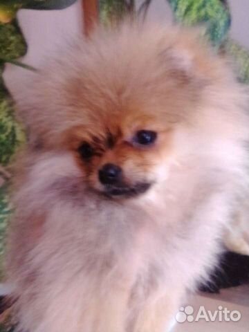 Померанский шпиц