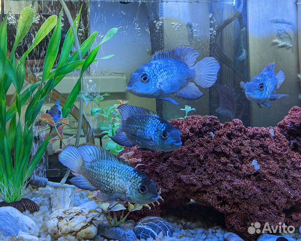 Цихлида наннакара